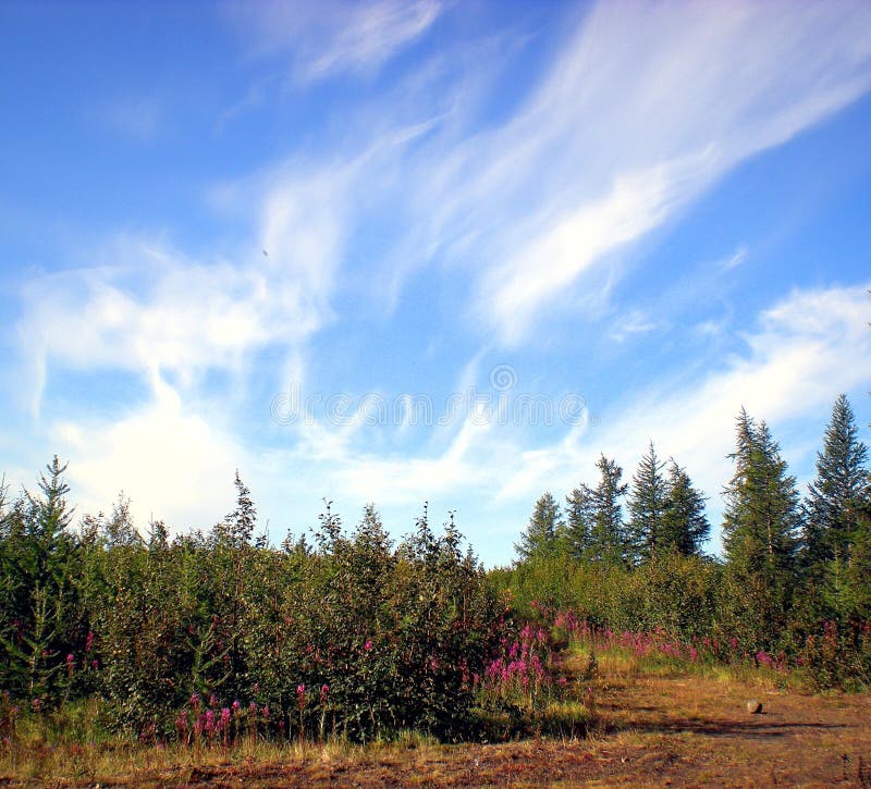 Taiga in Russian North. Coniferous Forest in Early September in the ...