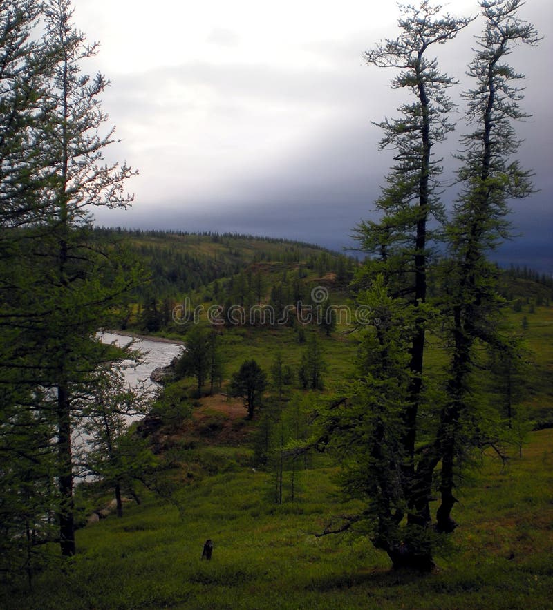 Taiga in Russian North. Coniferous Forest in Early September in the ...