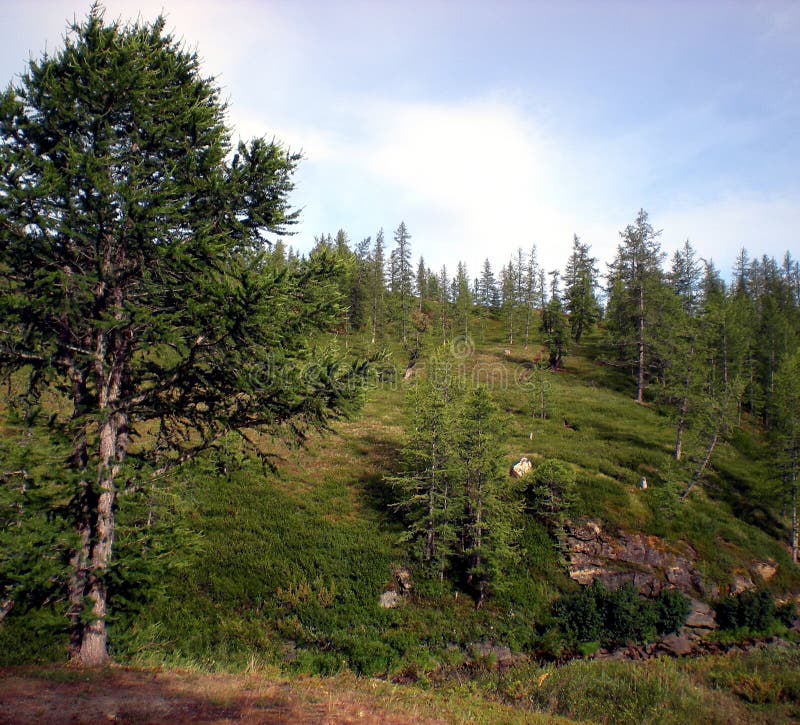 Taiga in Russian North. Coniferous Forest in Early September in the ...