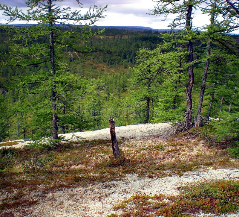 Taiga in Russian North. Coniferous Forest in Early September in the ...