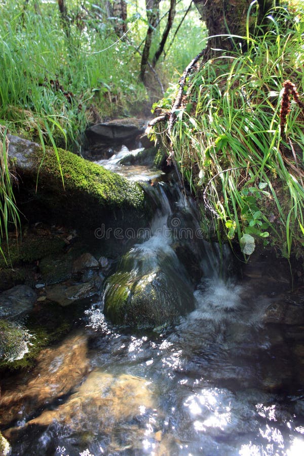 Taiga stream stock image. Image of water, moss, taiga - 12003707