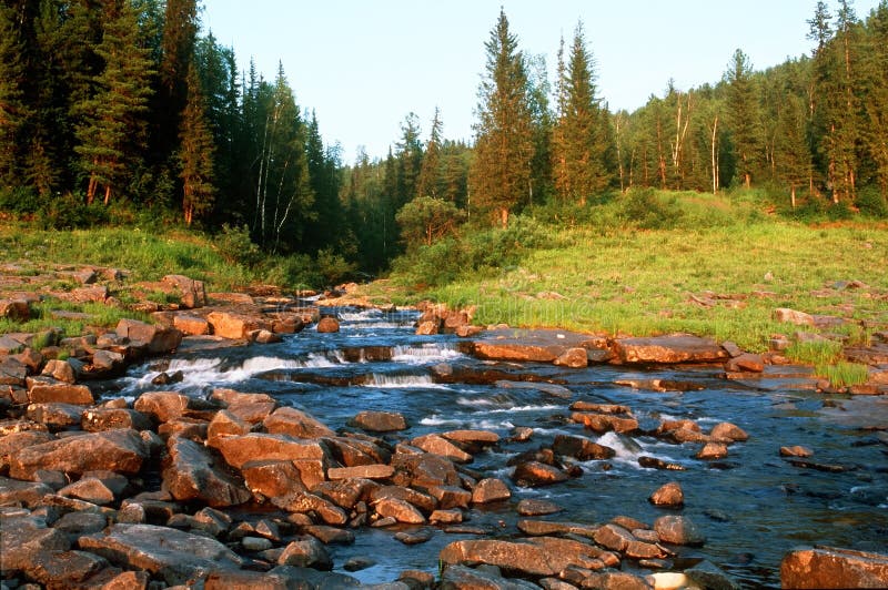 Taiga stock image. Image of wood, plant, flora, summer - 11144333