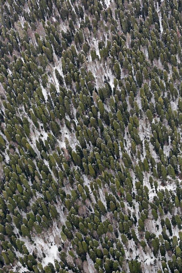 Taiga stock photo. Image of pine, coniferous, forest - 43836422