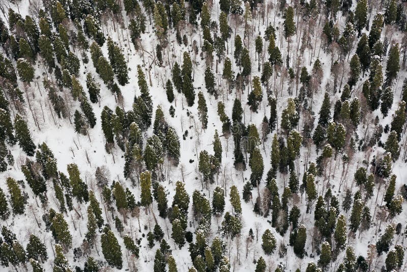 Taiga stock photo. Image of spruce, covered, pine, taiga - 43836442