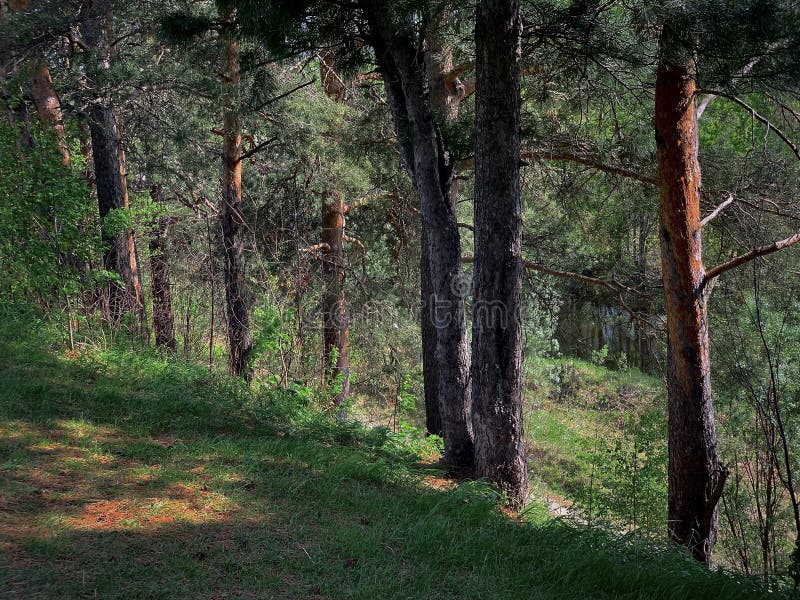 Taiga Trail Along the Pines in the Shade. Diagonal Angular Composition ...