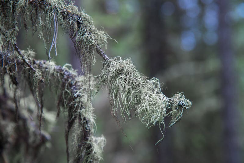 Taiga, Tree Branches Covered with Moss Closeup Stock Photo - Image of ...