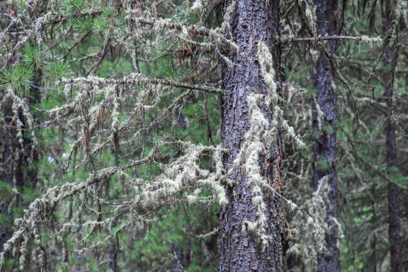 Taiga, Tree Branches Covered with Moss Closeup Stock Photo - Image of ...