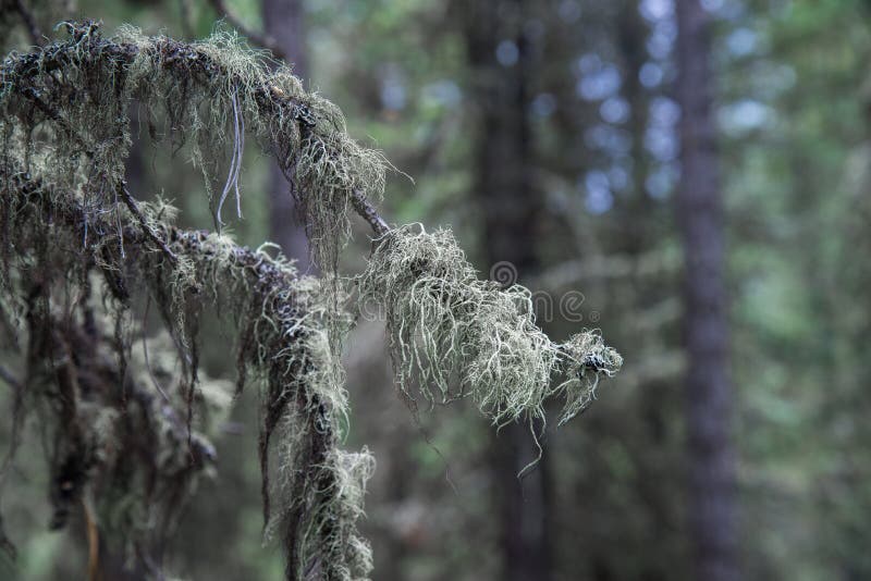 Taiga, Tree Branches Covered with Moss Closeup Stock Image - Image of ...