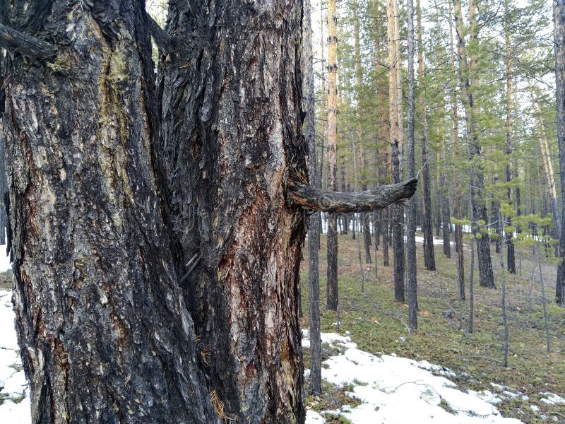 Taiga wakes up stock photo. Image of tree, vilyuy, winter - 92045142