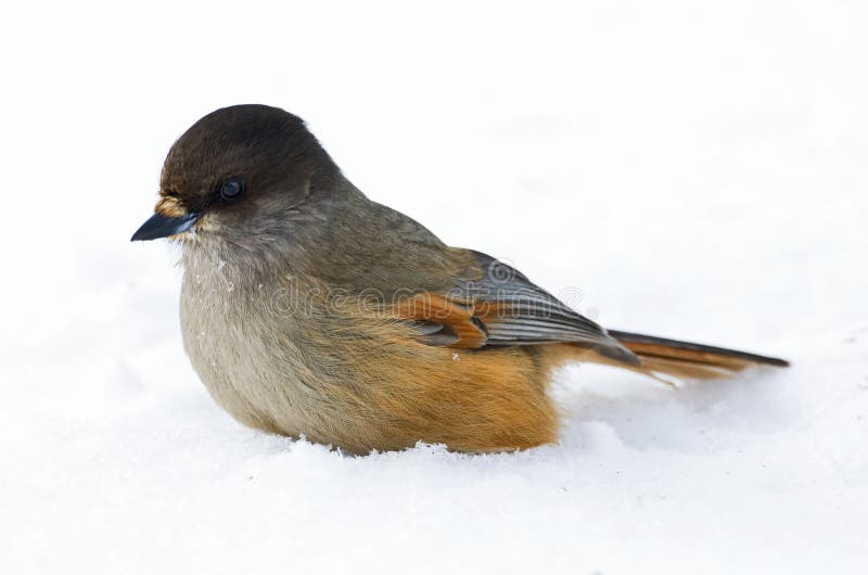 Taigagaai, Siberian Jay, Perisoreus Infaustus Stock Photo - Image of ...