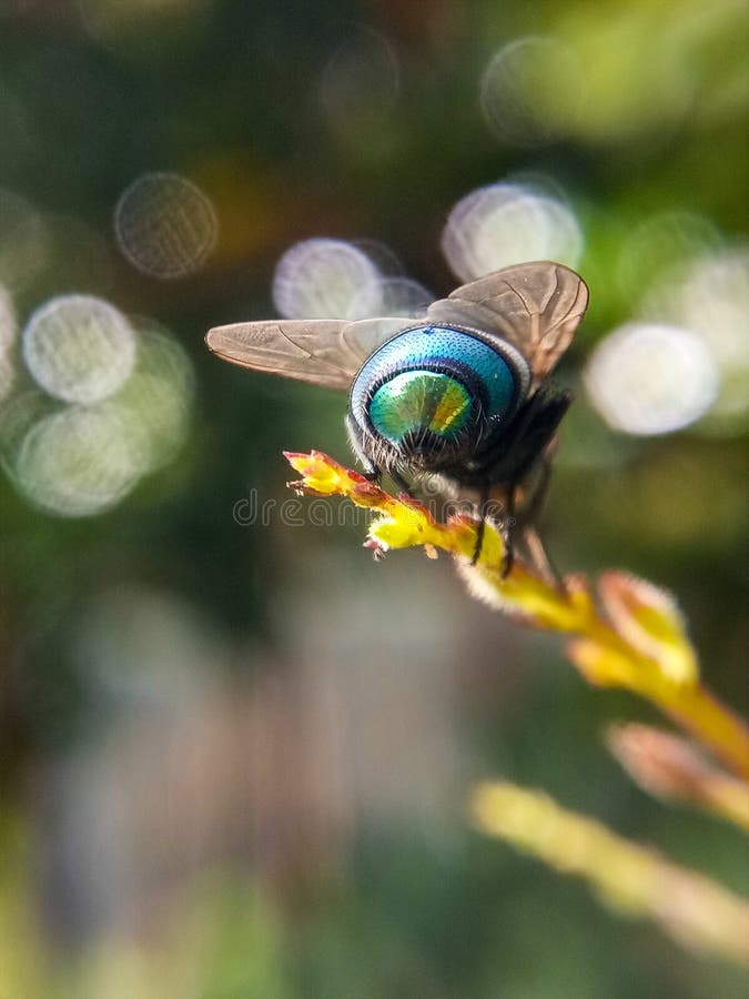 The Tail of a Beautiful Fly on a Red Yellow Plant on a Blurred ...