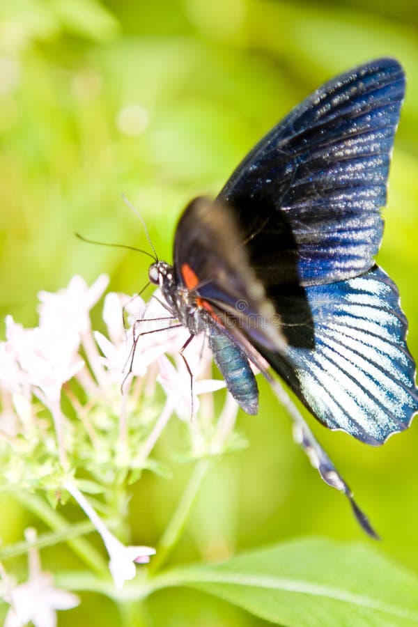 Tail butterfly stock photo. Image of beautiful, green - 6885362