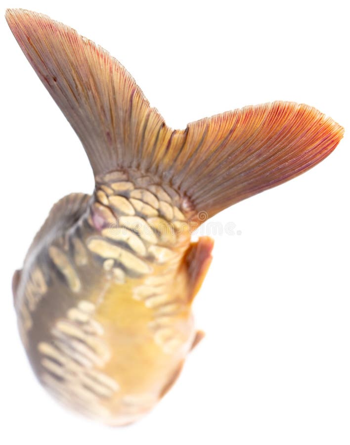 Tail of Carp Fish Isolated on White Background Stock Photo - Image of ...