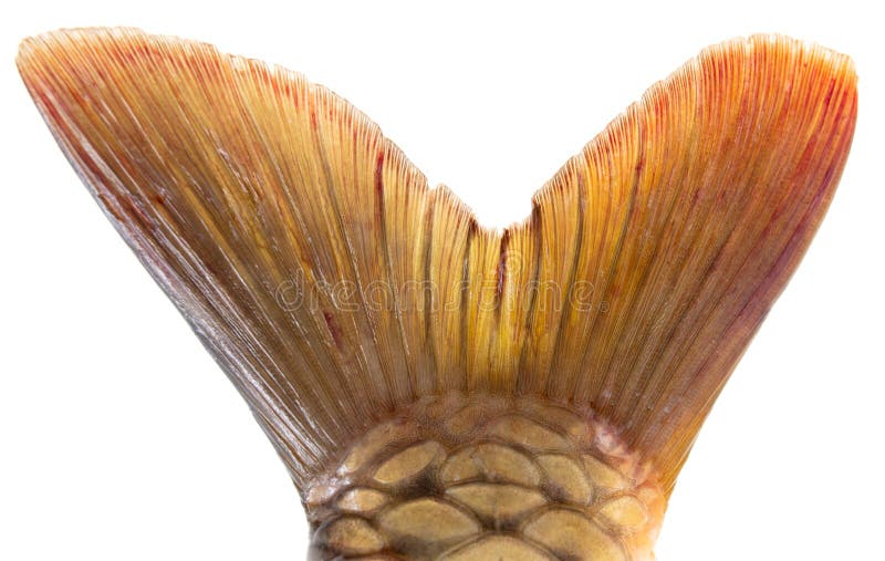 Tail of Carp Fish Isolated on White Background Stock Photo - Image of ...