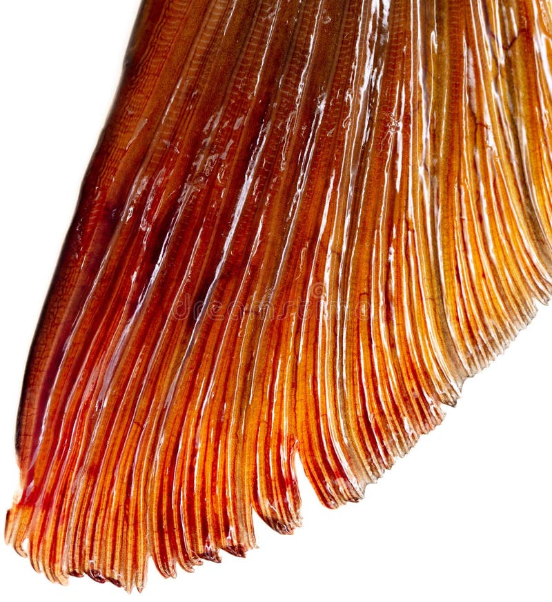 Tail of Carp Fish Isolated on White Background Stock Photo - Image of ... Tail of Carp Fish Isolated on White Background Stock Photo - Image of ...
