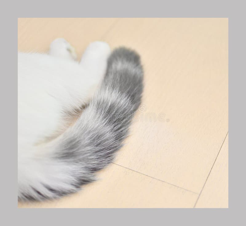 Tail of Cat, Part of Body at Buttom Stock Photo - Image of whiskers ...