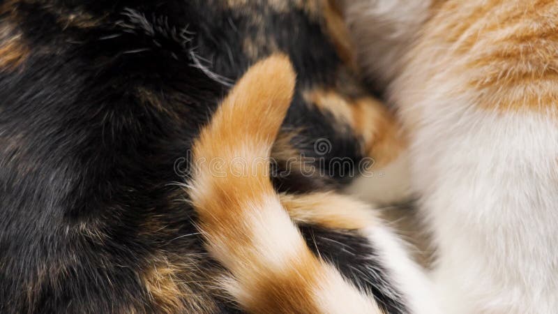 The Tail Close Up of a Tabby Ginger Cat Stock Footage - Video of animal ...