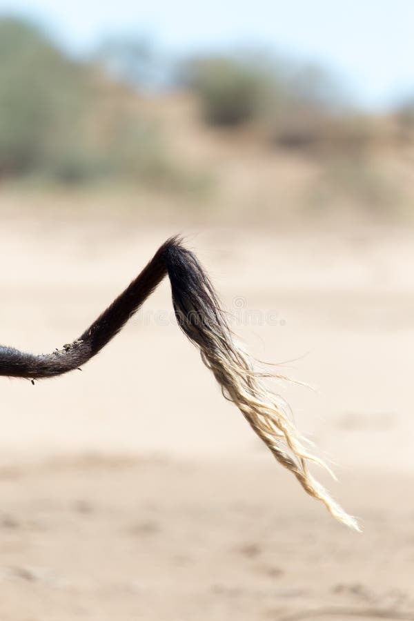 The tail of a cow stock image. Image of agriculture - 108303987