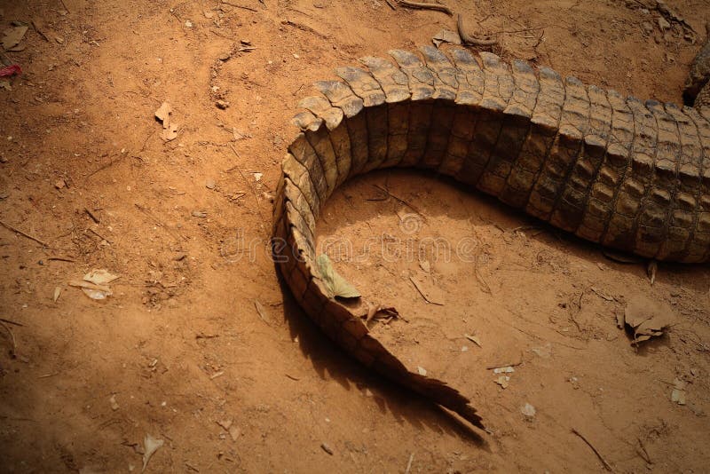 Tail Crocodile Stock Images - Download 1,960 Royalty Free Photos