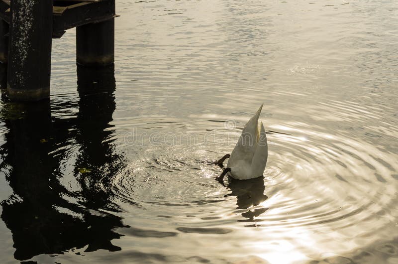 Tail of a Diving Swan in a Lake in the Evening Sun Stock Photo - Image ...
