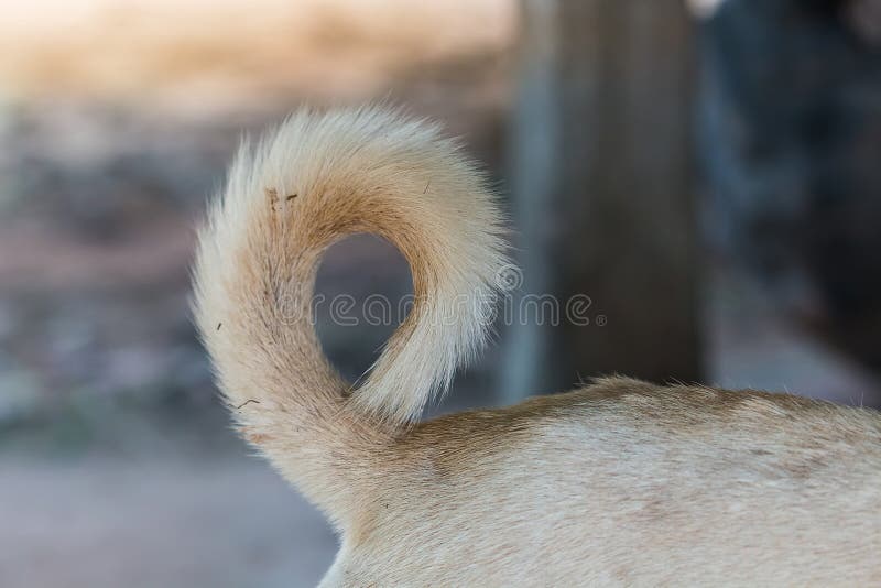 Tail of dog stock photo. Image of male, lovely, tail - 103523202