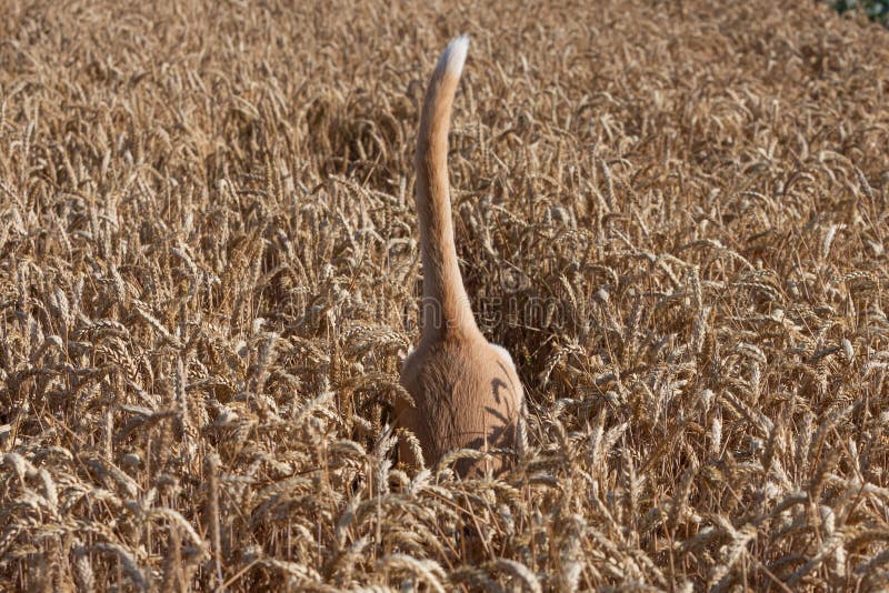 Tail of a Dog Running in a Wheat Field Stock Photo - Image of cute ...