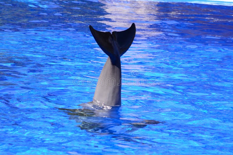 Dolphin Tail Water Stock Photos - Download 1,739 Royalty Free Photos