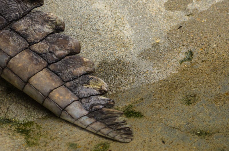 Alligator Tail Stock Photos - Download 1,492 Royalty Free Photos