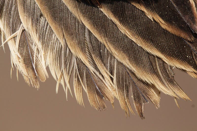 Tail feather stock image. Image of macro, outdoor, feather - 32343897