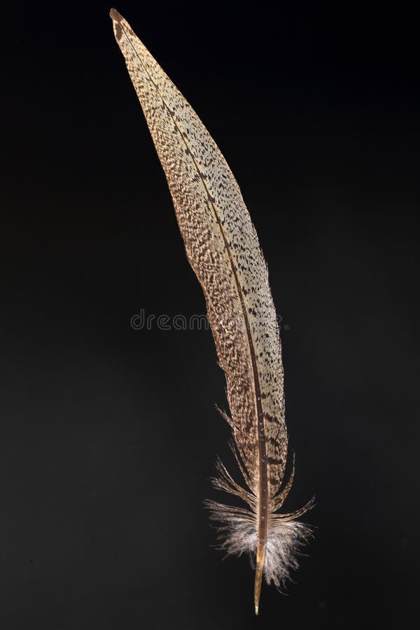 Tail Feather of Japanese Pheasant Stock Photo - Image of phasianus ...