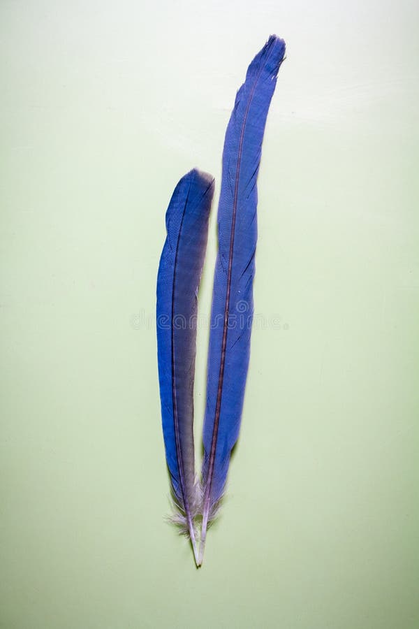 Azure-winged Magpie Set of Feather Stock Image - Image of colorful ...