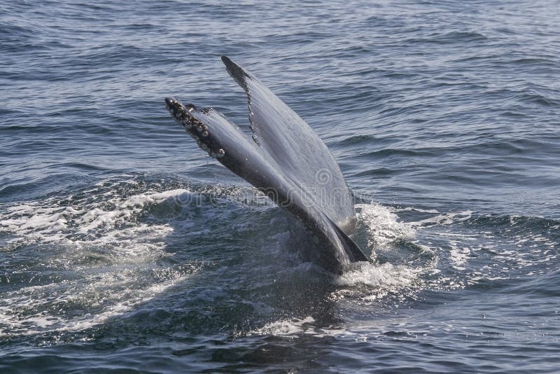 Tail fin of a big whale stock photo. Image of humpback - 38191786