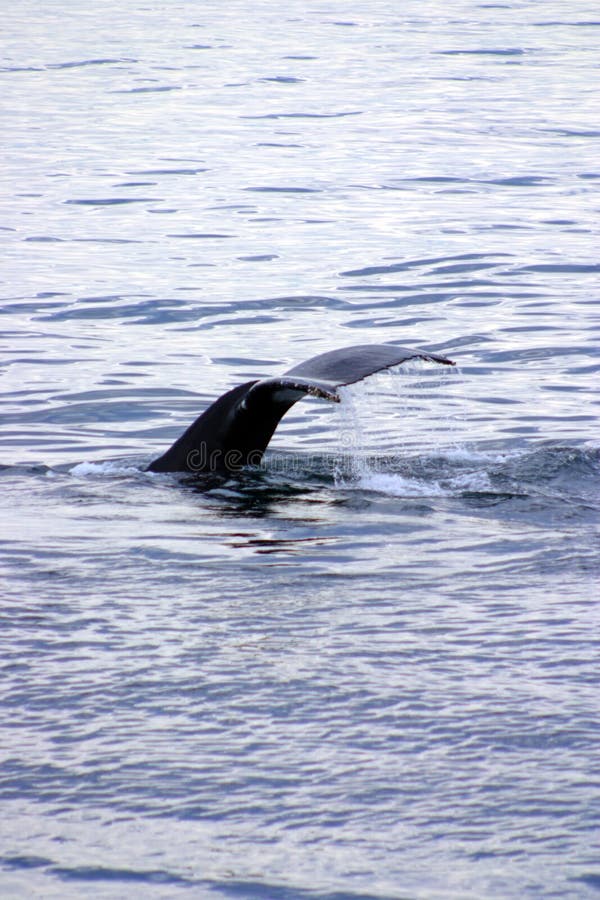 Tail Fin of a Gray Whale in Atlantic Stock Image - Image of natural ...