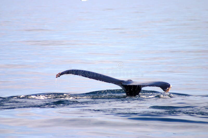 Tail Fin of a Gray Whale in Atlantic Stock Image - Image of water ...