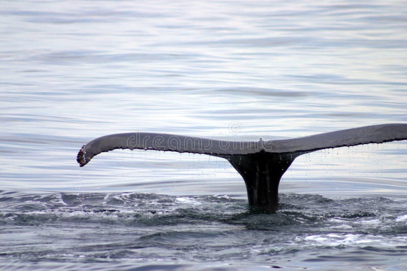 Tail Fin of a Gray Whale in Atlantic Stock Photo - Image of mammal ...