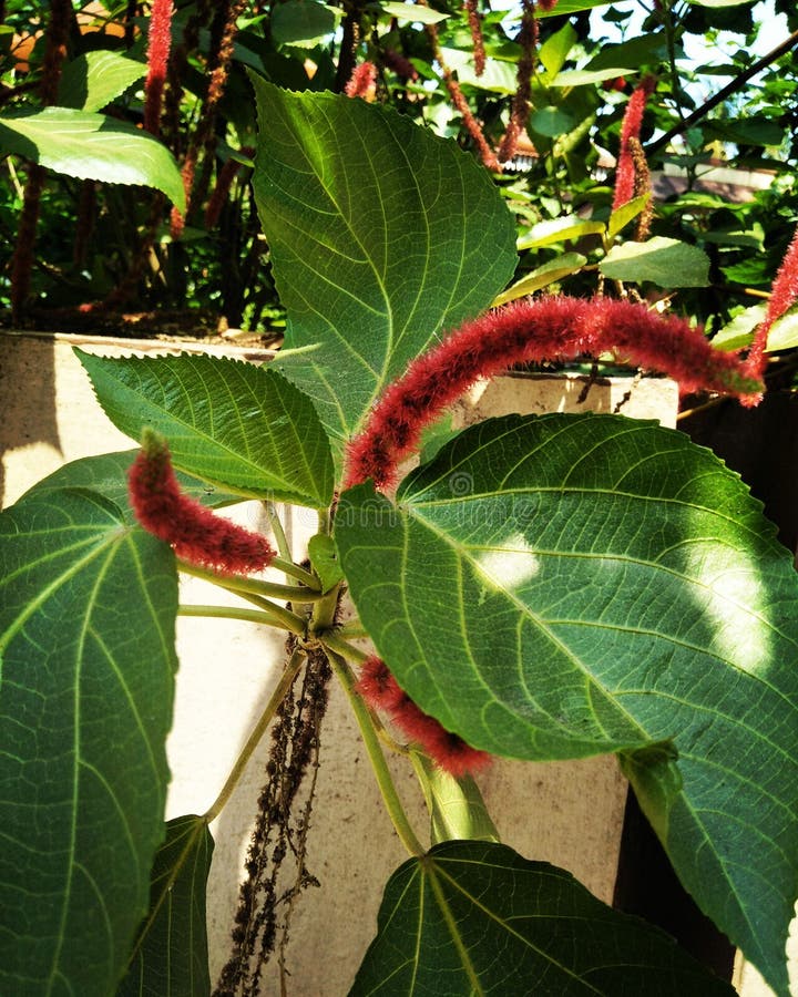 Tail flower stock image. Image of flower, used, tail - 94234699