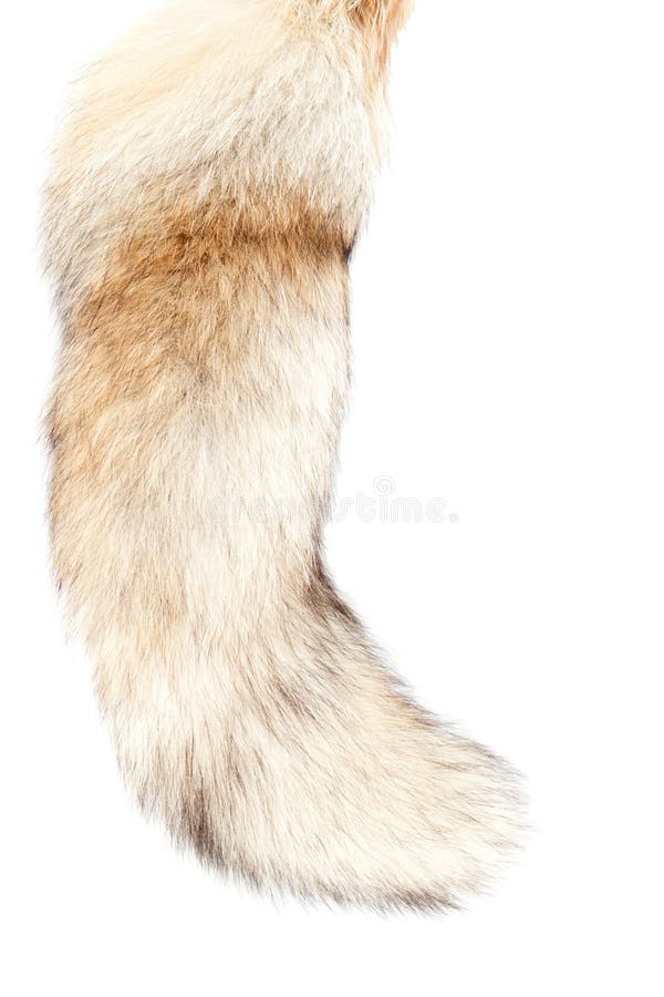 Red Fox tail stock image. Image of attentive, fell, view - 21808957
