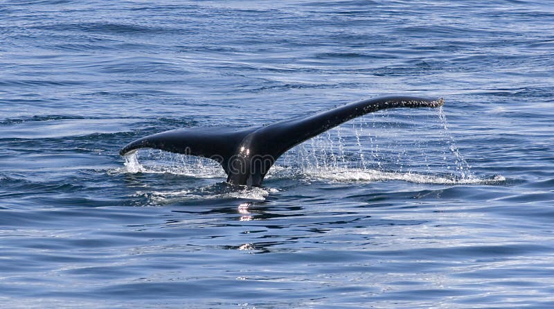 Tail of humpback stock photo. Image of travel, arctic - 10523500