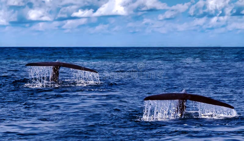 Tail Humpback Whale. Playful Humpback Waterfall Stock Photo - Image of ...