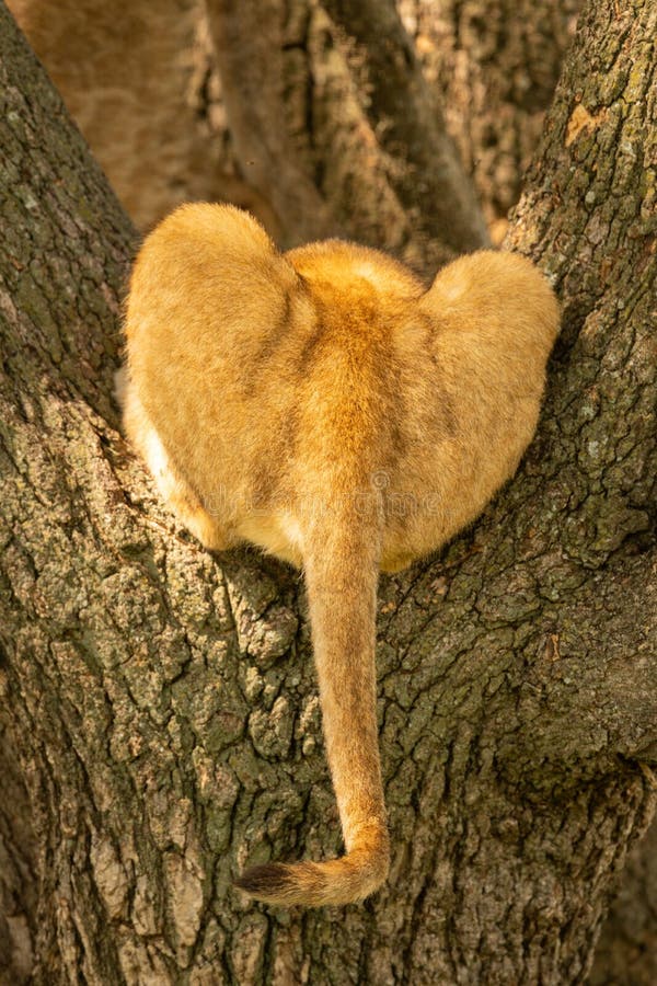 Tail of Lion Cub Lying in Tree Stock Image - Image of safari, feline ...