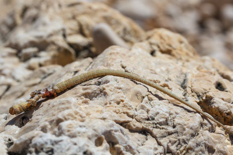 Detached Segments Stock Photos - Free & Royalty-Free Stock Photos from ...