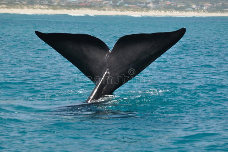 Tail n blue stock image. Image of south, black, australis - 17242783