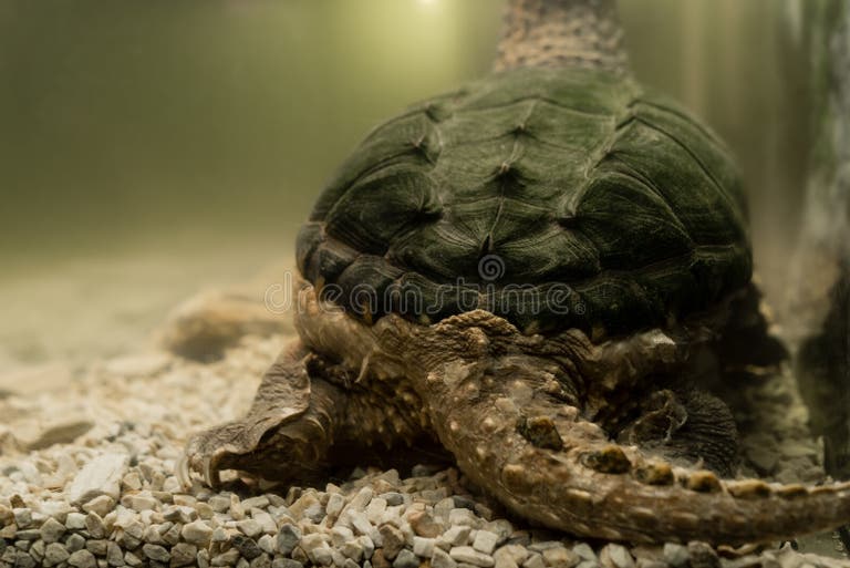 105 Snapping Turtle Tail Stock Photos - Free & Royalty-Free Stock ...
