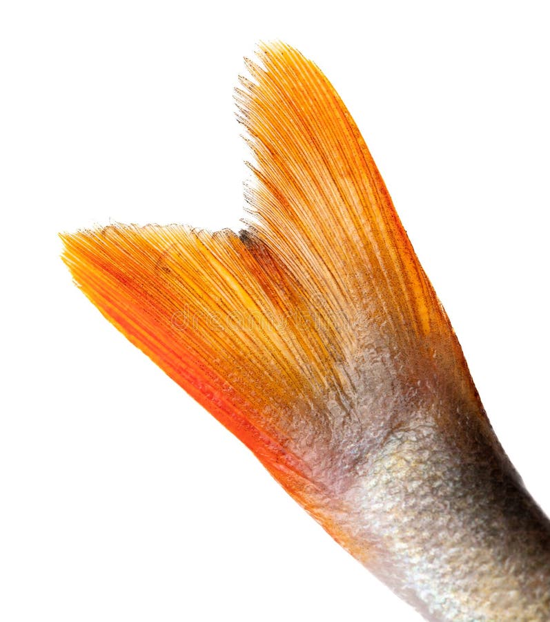 Tail of Fish Isolated on White Background Stock Photo - Image of water ...
