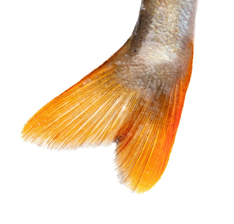 Tail of Fish Isolated on White Background Stock Photo - Image of water ...