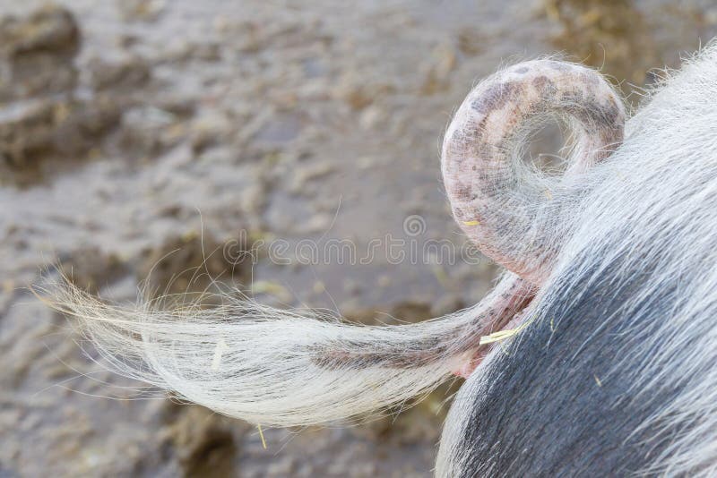 Tail of a pig stock image. Image of farm, small, straw - 106376649
