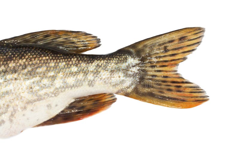 Tail pike stock photo. Image of jaws, water, pike, green - 28317618