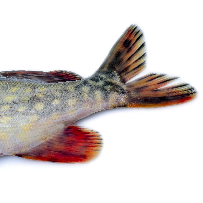 Tail pike stock photo. Image of jaws, water, pike, green - 28317618