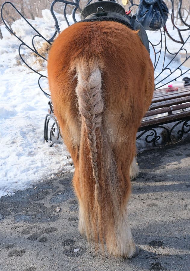 The Tail of Pony. Braiding Pigtails on Horse Tail Stock Image - Image ...