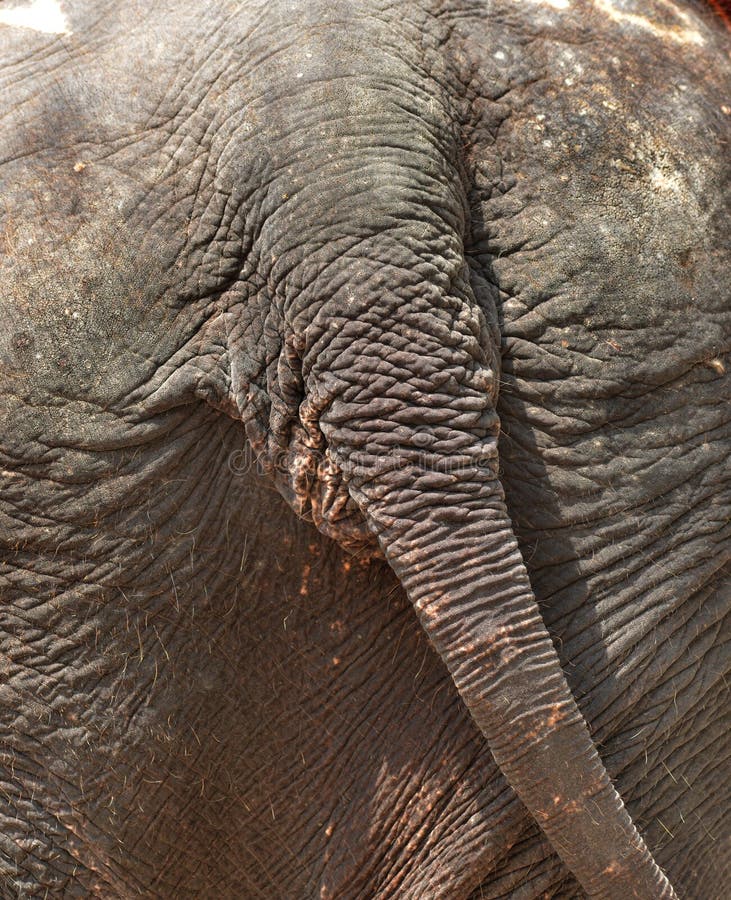 Tail rear elephant stock image. Image of endangered, skin - 50832507